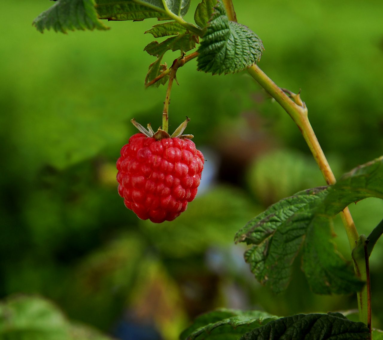 Pick Your Own Raspberries | Cordelias Farm